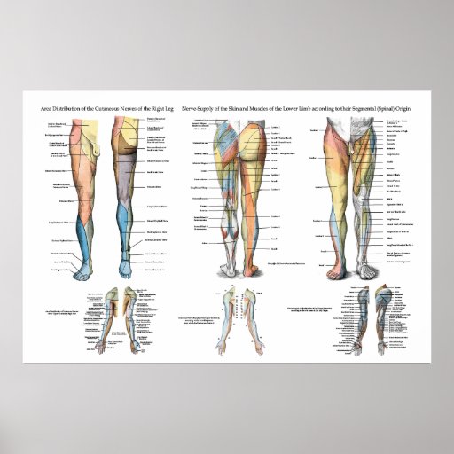 Leg Nerve Innervation of Lower Extremities Poster | Zazzle.ca