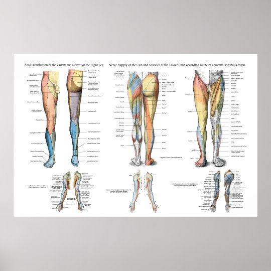 Leg Nerve Innervation of Lower Extremities Poster | Zazzle.ca