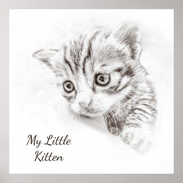 Pussy Posters Prints And Poster Printing Zazzle Ca