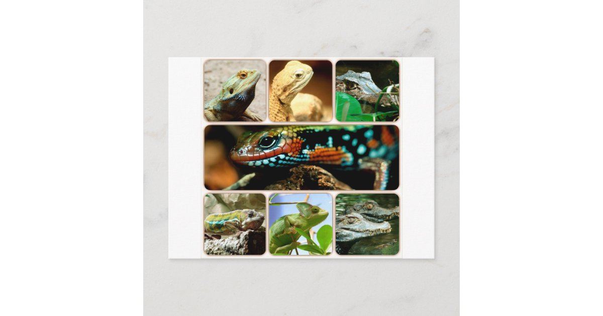 Lizard Collage Postcard | Zazzle