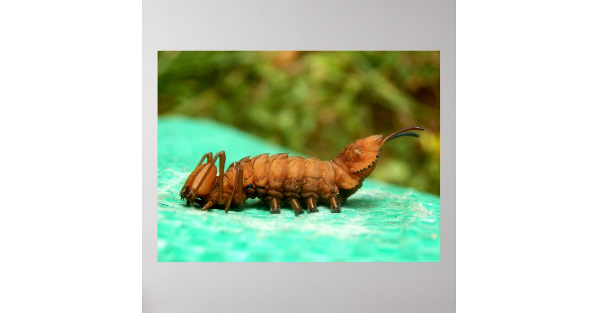 Lobster Moth Caterpillar Poster | Zazzle