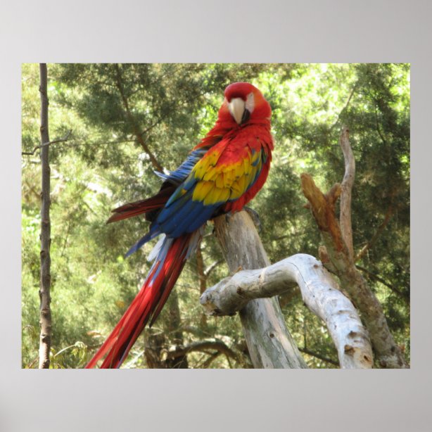Tropical Parrot Posters, Prints & Poster Printing | Zazzle CA