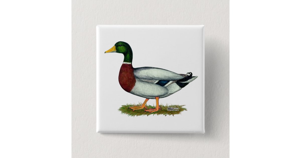 Mallard Duck Drake 2 Inch Square Button | Zazzle