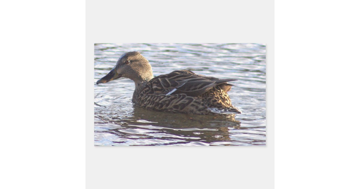Mallard Duck Photo Stickers | Zazzle
