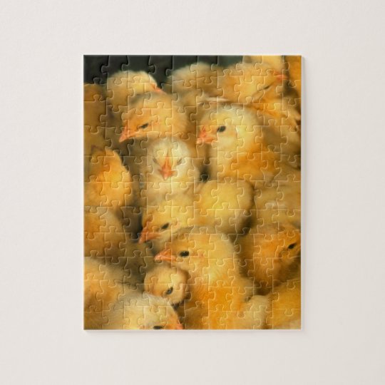 Many Baby Chicks Chickens Jigsaw Puzzle | Zazzle.ca