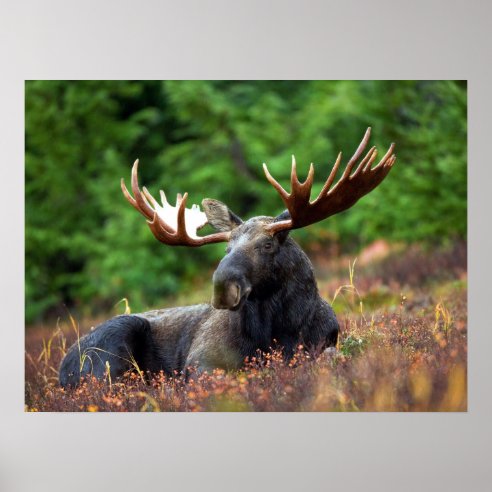 Moose Posters, Prints & Poster Printing | Zazzle CA