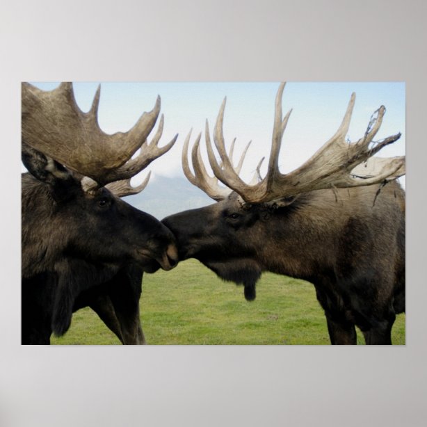 Moose Posters, Prints & Poster Printing | Zazzle CA