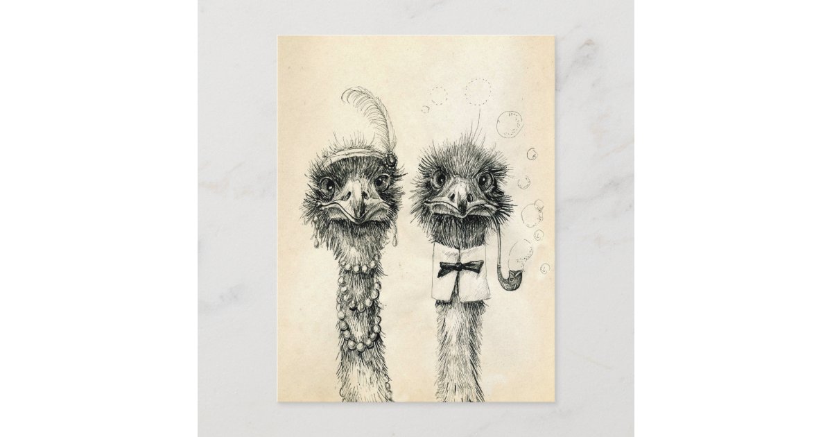 Mr. and Mrs. Ostrich Postcard | Zazzle