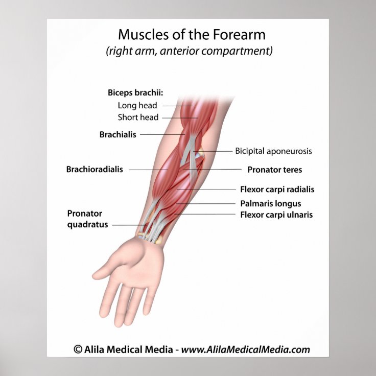 Muscles of the forearm, labelled diagram. poster | Zazzle