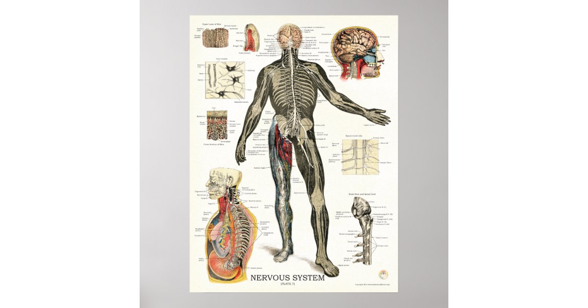 Nervous System Spinal Nerves Anatomy Poster | Zazzle
