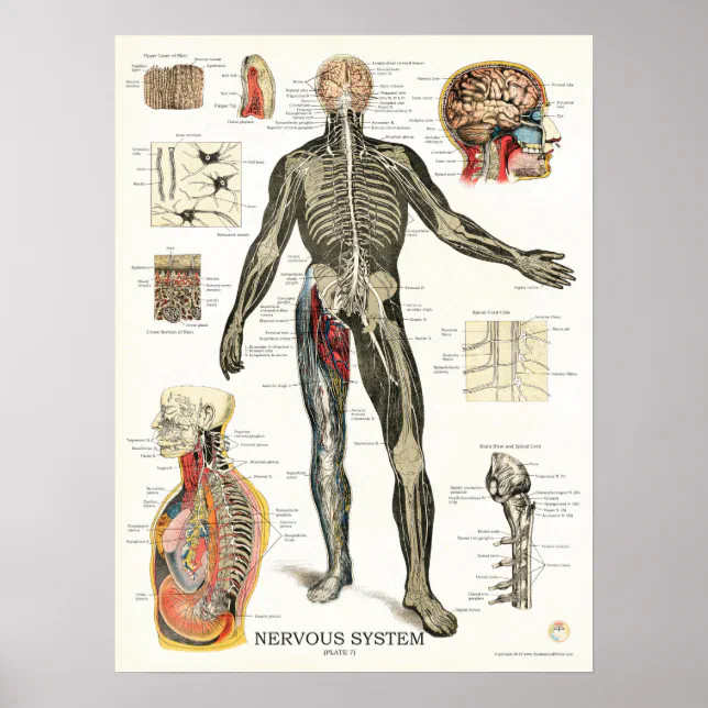 Nervous System Spinal Nerves Anatomy Poster | Zazzle
