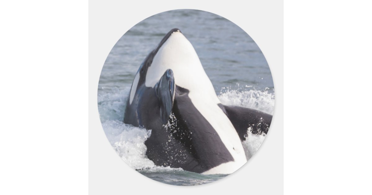Orca whale breaching classic round sticker | Zazzle
