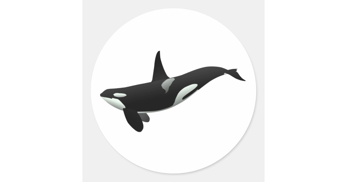Orca whale illustration - Choose background colour Classic Round ...