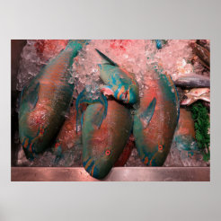 Tropical Parrot Posters, Prints & Poster Printing | Zazzle CA