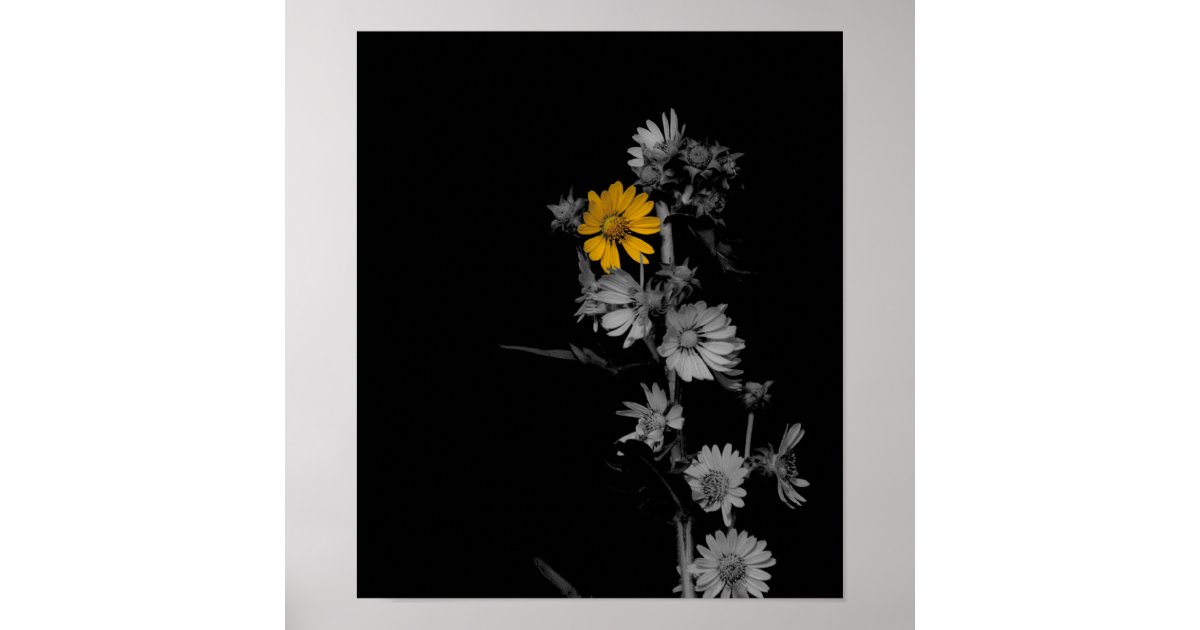 Partially Colorized Black and White Flower Poster | Zazzle