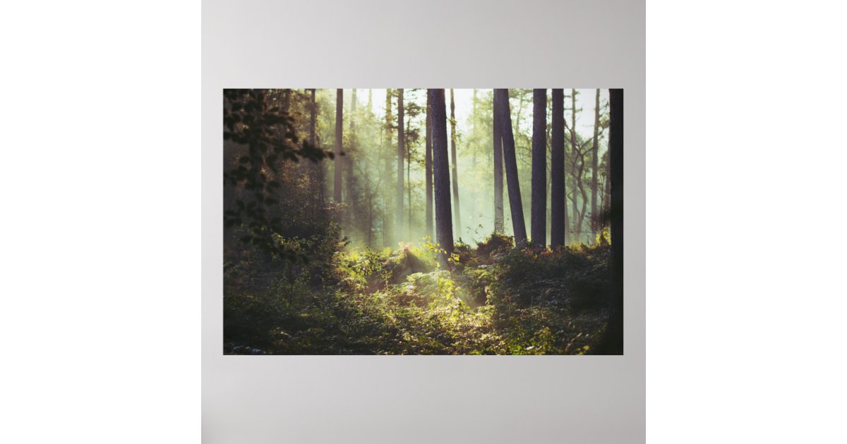 Patch of Underbrush in the Forest Poster | Zazzle