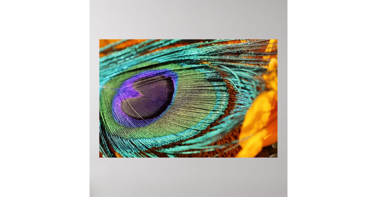 Peacock Feather On Sunflower Poster Zazzle
