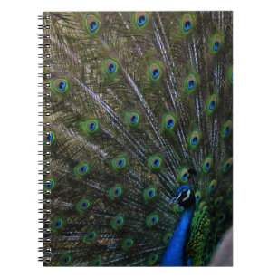 Peacock Notebooks | Zazzle.ca