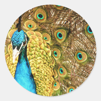 Peacock Stickers, Peacock Custom Sticker Designs