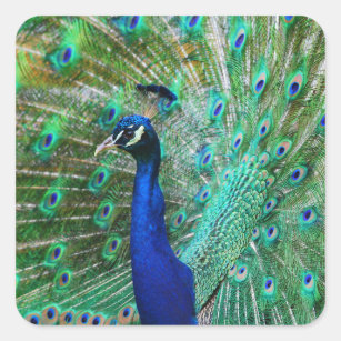 Peacock Stickers | Zazzle CA