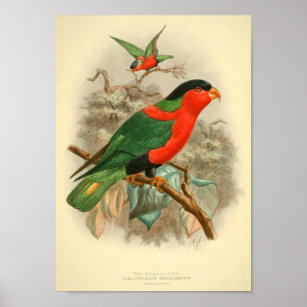 Vintage Bird Posters, Prints & Poster Printing | Zazzle CA
