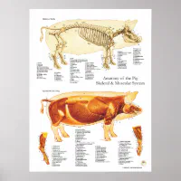 Pig Muscle Anatomy HC R075A Pig Anatomy Model High Quality PVC