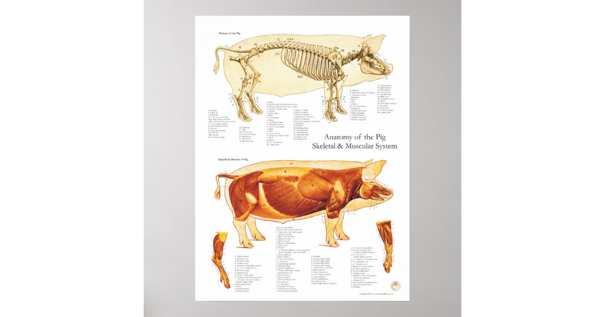 Pig Muscle & Skeletal Anatomy Poster Chart | Zazzle