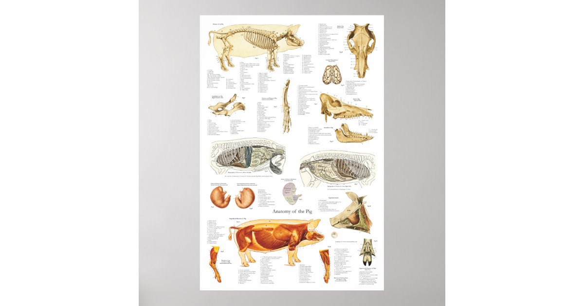 Pig Skeletal Muscle Anatomy Veterinary Chart | Zazzle