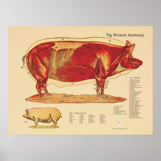 Pig Veterinary Muscle Anatomy Chart | Zazzle.ca