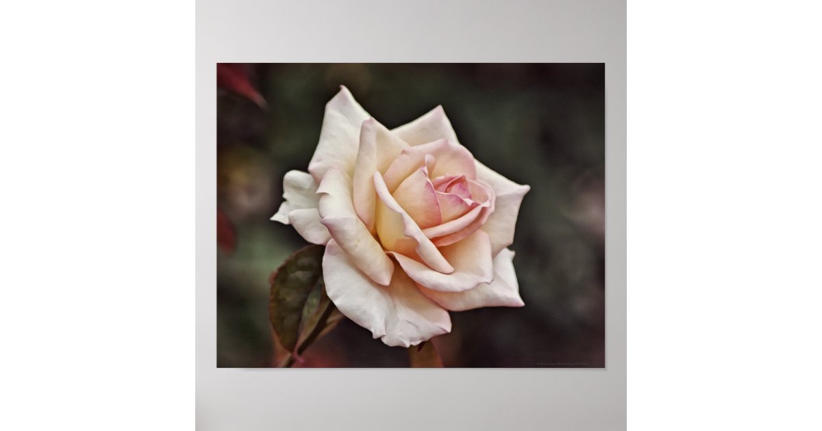 Pink Blush Rose Flower Art Poster | Zazzle