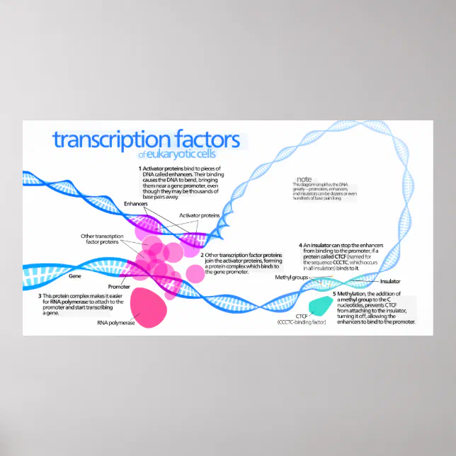 Poster Diagramme des facteurs de transcription génétique | Zazzle.ca