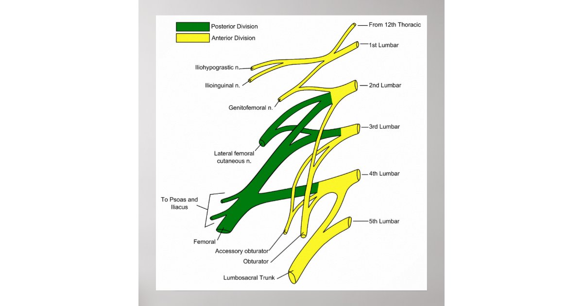 Poster Diagramme humain de plexus lombaire de système | Zazzle.ca