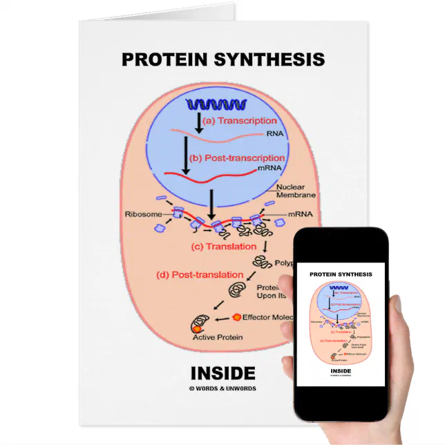 Protein Synthesis Steps Diagram