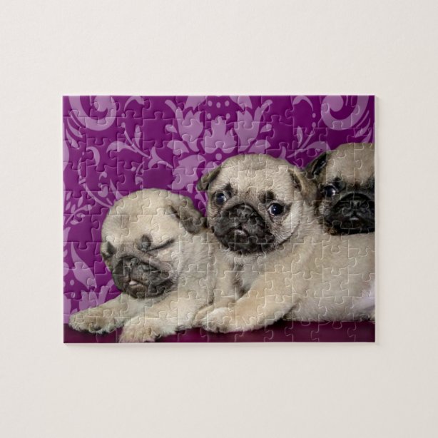 Pug Jigsaw Puzzles | Zazzle.ca