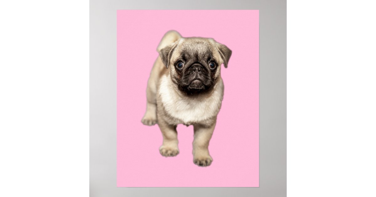 Pug Puppy Custom Background Colour Poster | Zazzle Pug Puppy Custom Background Colour Poster | Zazzle