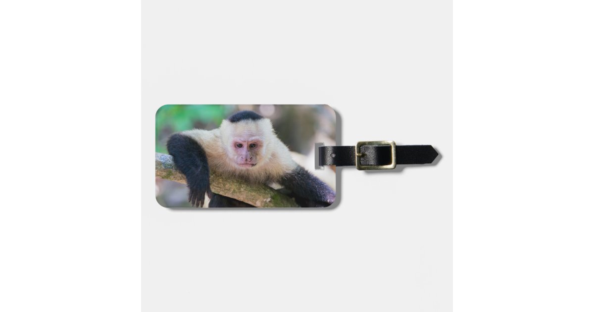 Pura vida for White-faced capuchin monkey Luggage Tag | Zazzle