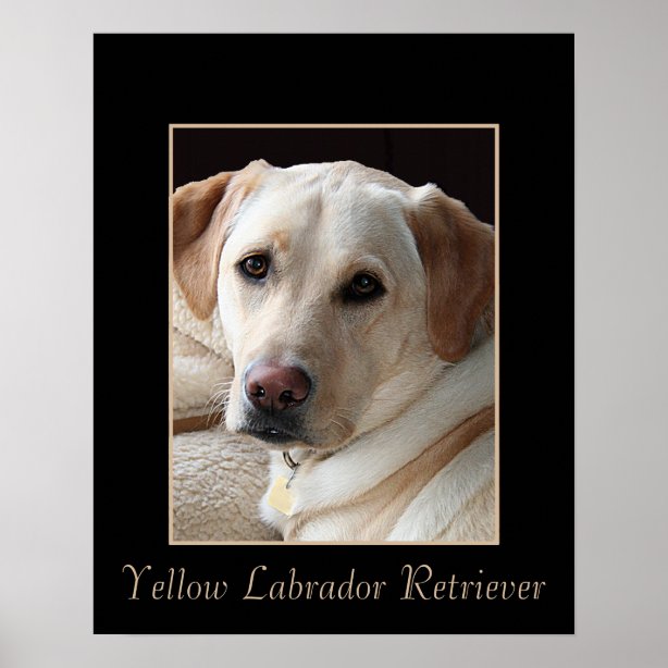 Labrador Retriever Posters, Prints & Poster Printing | Zazzle CA