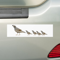 Quail Family Bumper Sticker | Zazzle