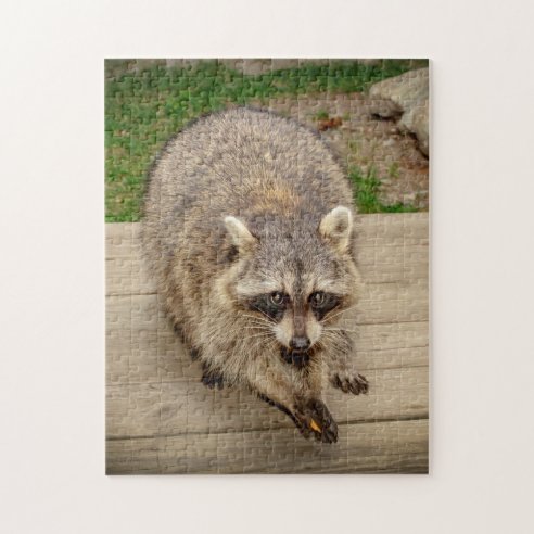 Raccoon Jigsaw Puzzles | Zazzle.ca