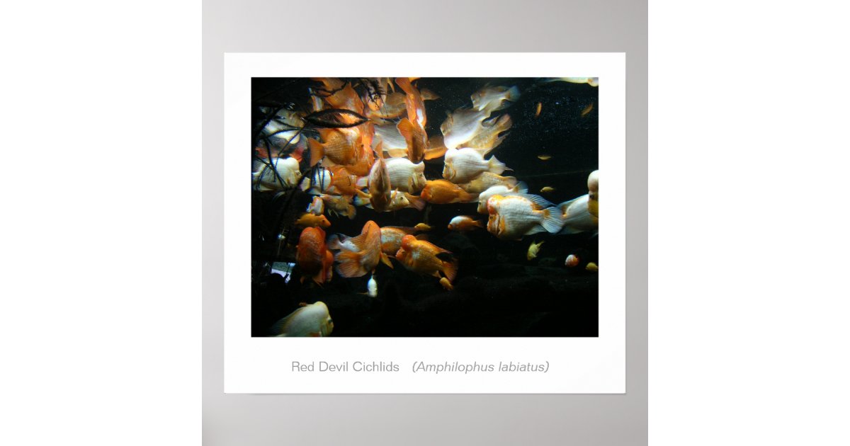 Red Devil Cichlids Poster | Zazzle