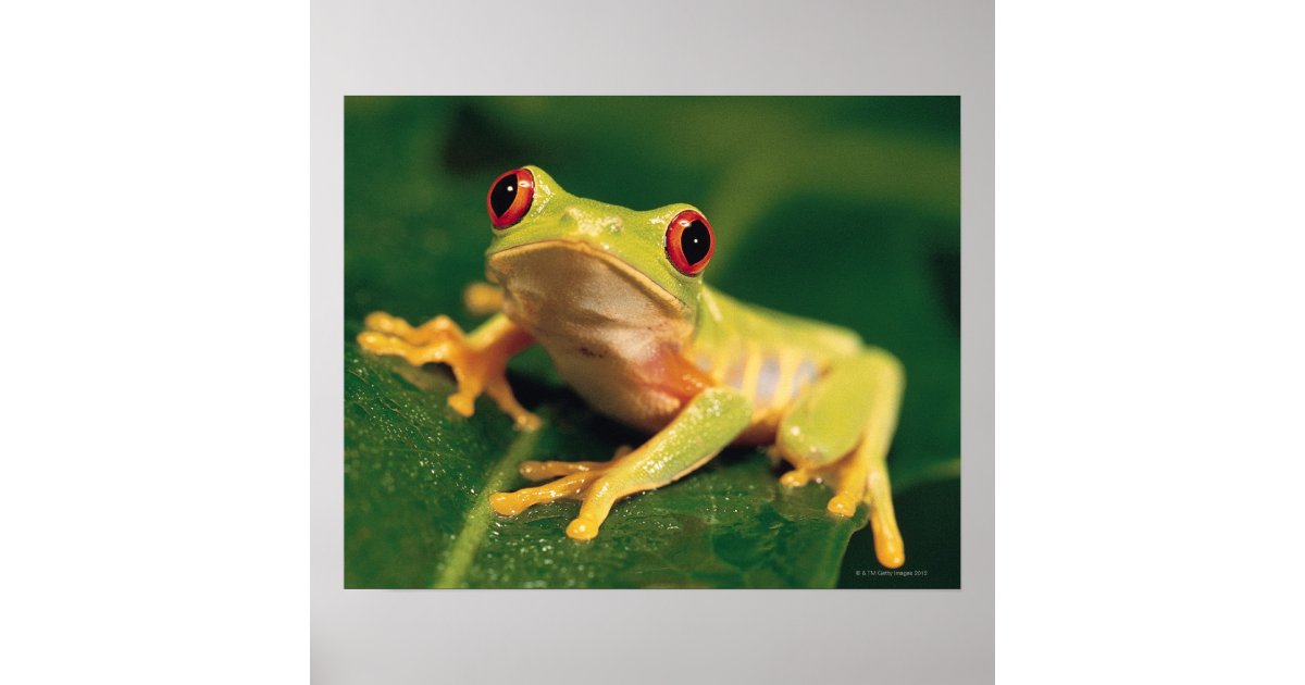 Red eye tree frog poster | Zazzle
