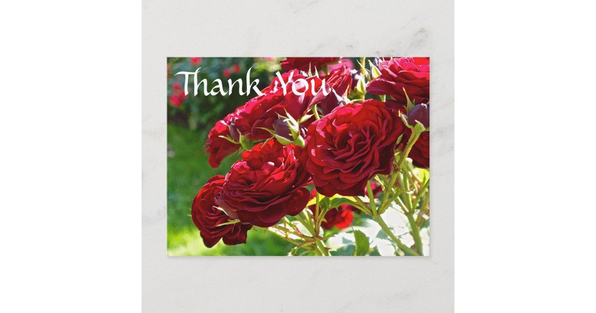 Red Roses Thank You Postcard | Zazzle
