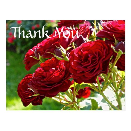 Red Roses Thank You Postcard | Zazzle.ca