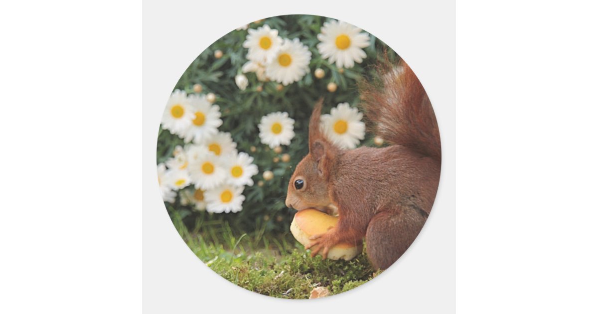 Red Squirrel and Daisies Cute Photo Classic Round Sticker | Zazzle