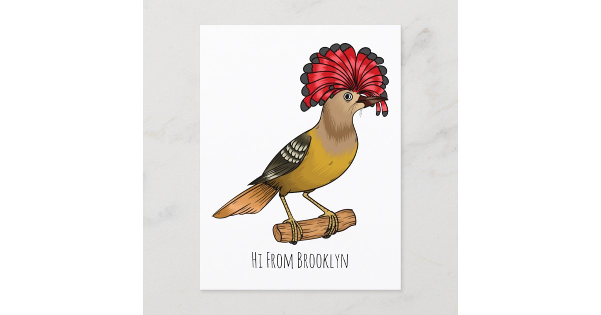 Royal flycatcher bird cartoon illustration postcard | Zazzle