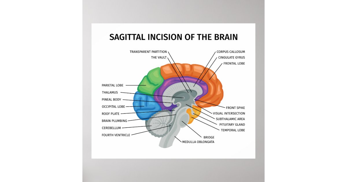 Sagittal Incision of the brain Poster | Zazzle