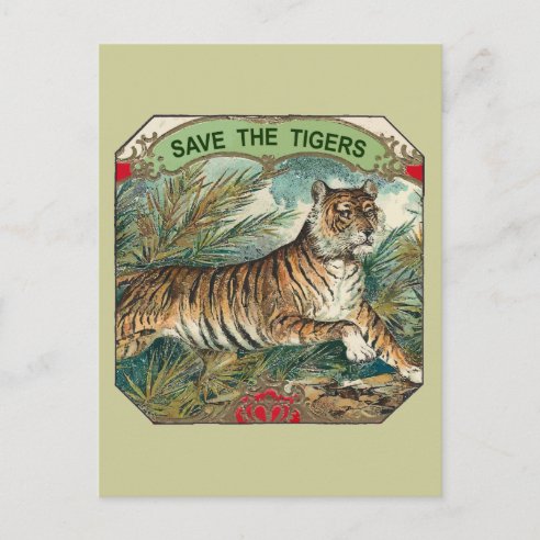 Tiger Vintage Postcards | Zazzle CA