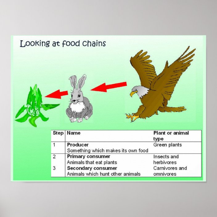 Science, Looking at food chains Poster | Zazzle.ca