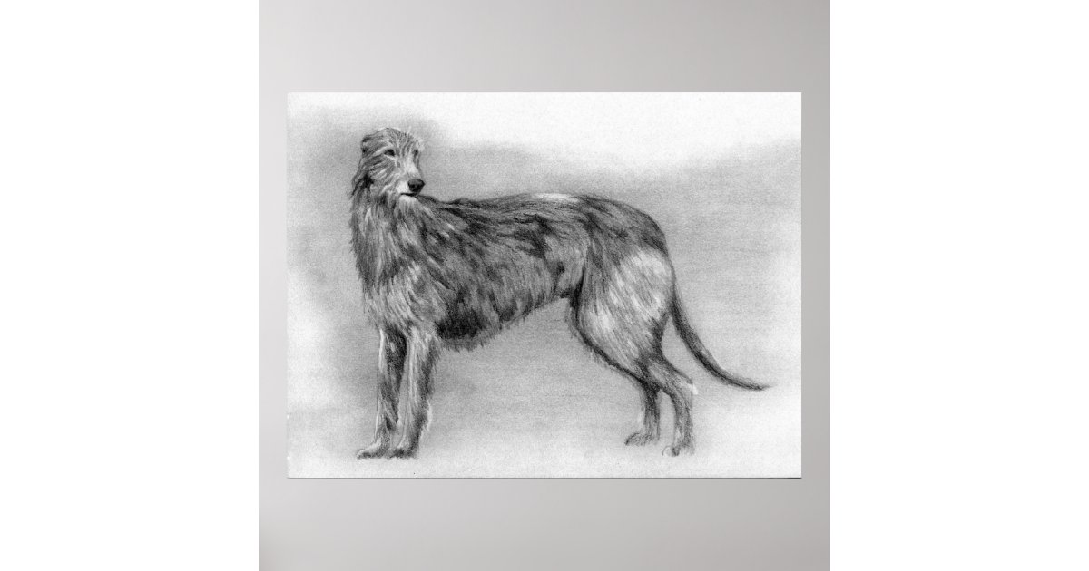 Scottish Deerhound Dog Portrait Poster | Zazzle