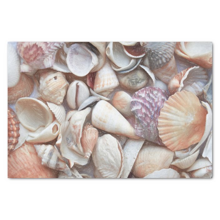 Seashells Sketch Ocean Nautical Beach Decoupage Tissue Paper | Zazzle.ca